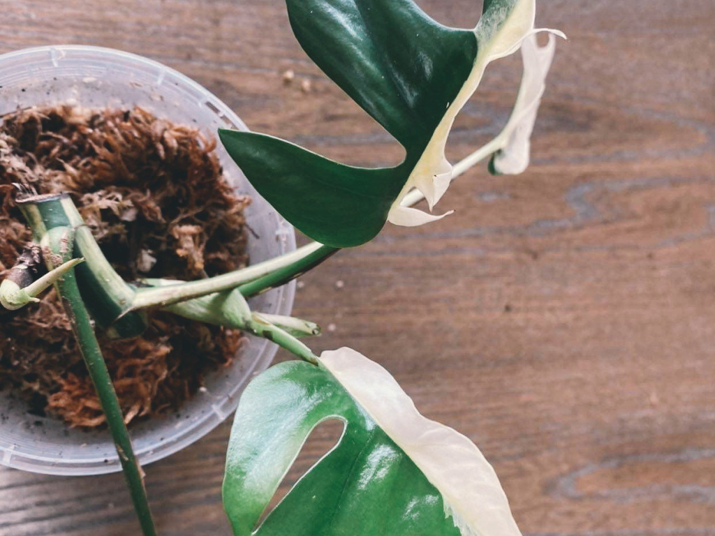 Be Hers | Nyki's Story: An Inspiring Local Freedom Fighter